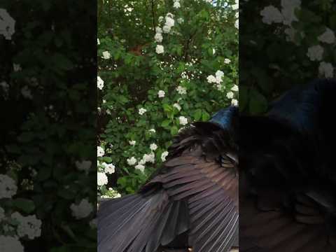 Common grackles puffing up over food #bird #birds #nature #grackle #vermont