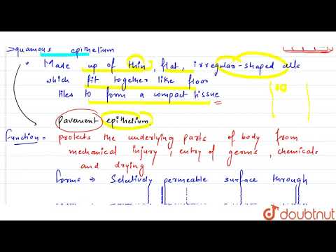 Where is squamous epithelium found /