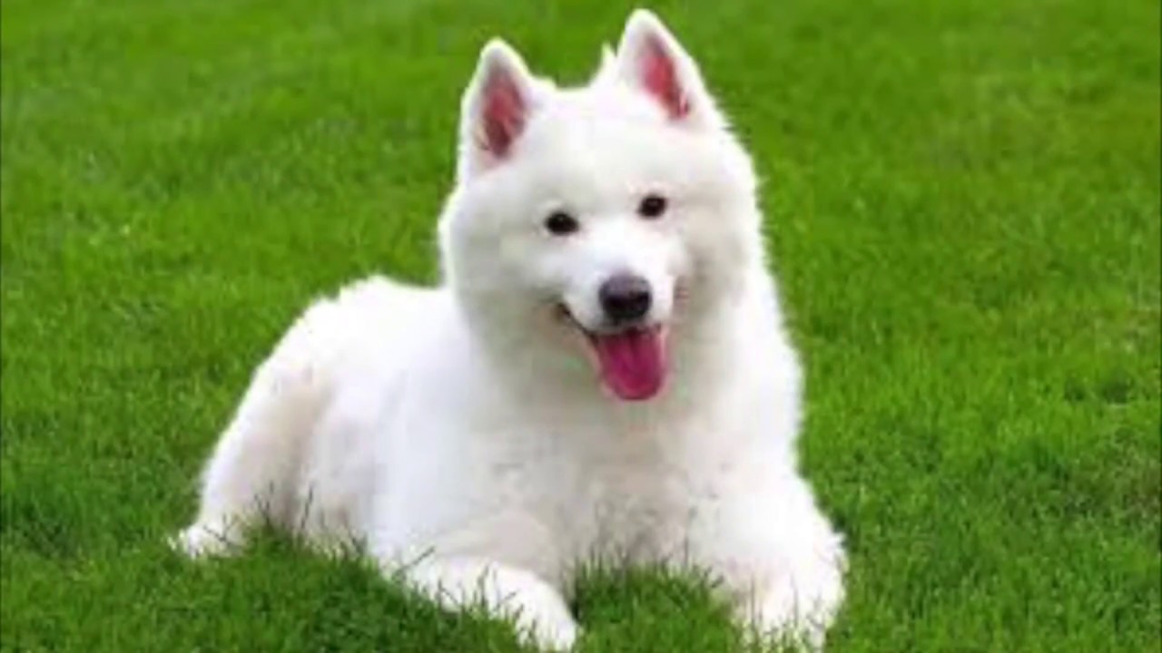 APP allows you to ID dog breeds with a photo