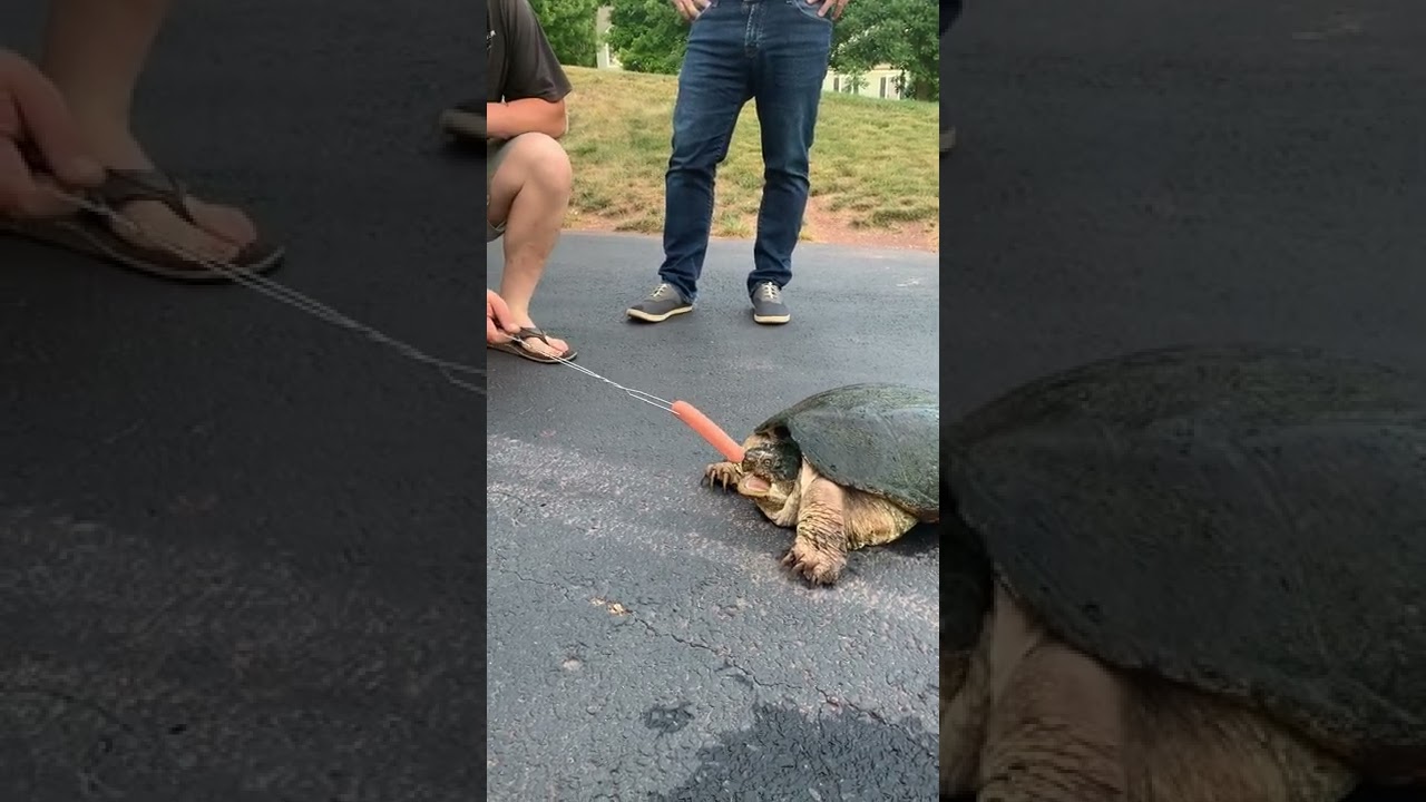 Don't Mess With the Snappers || ViralHog