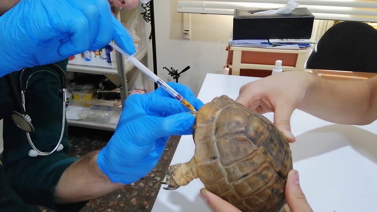 taking a Blood sample from a sick turtle