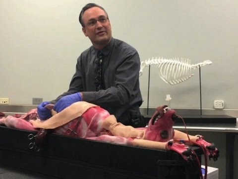 Synthetic Dogs to be Used in Vet Training