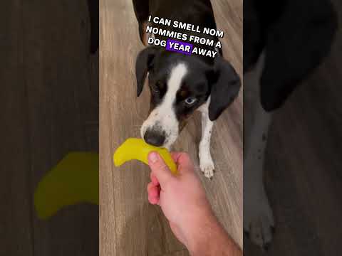 Cute Dog Toy Review - Spunky Pup Banana