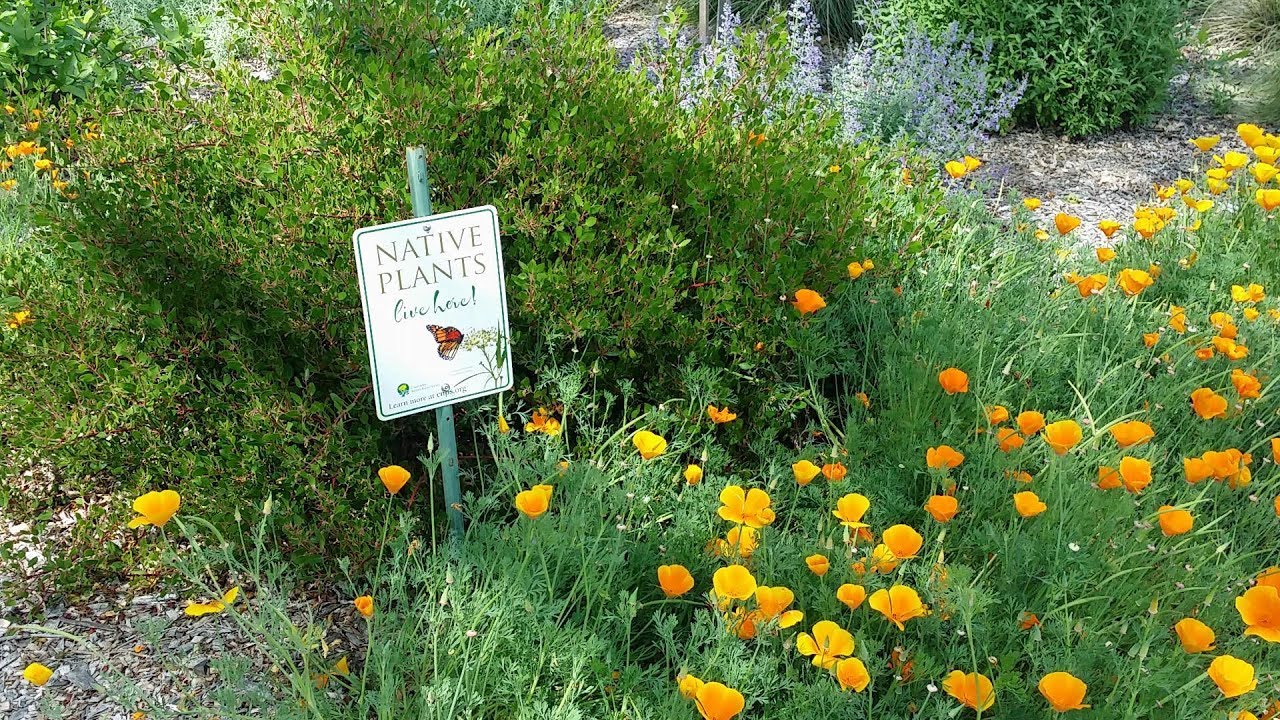 Virtual Native Plant Garden Tour:  Low Maintenance Lawn Conversion