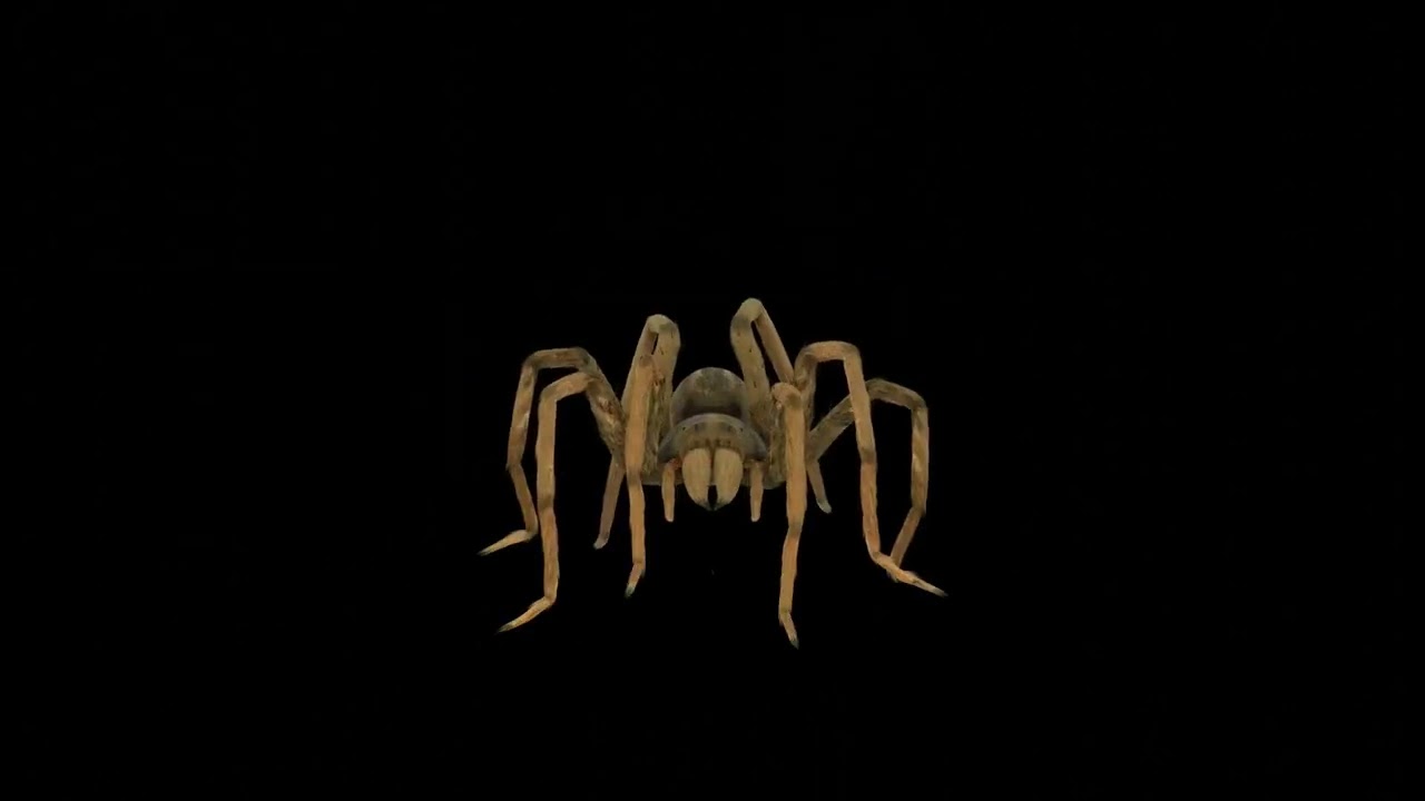 Wolf Spider 3D Model - Animation