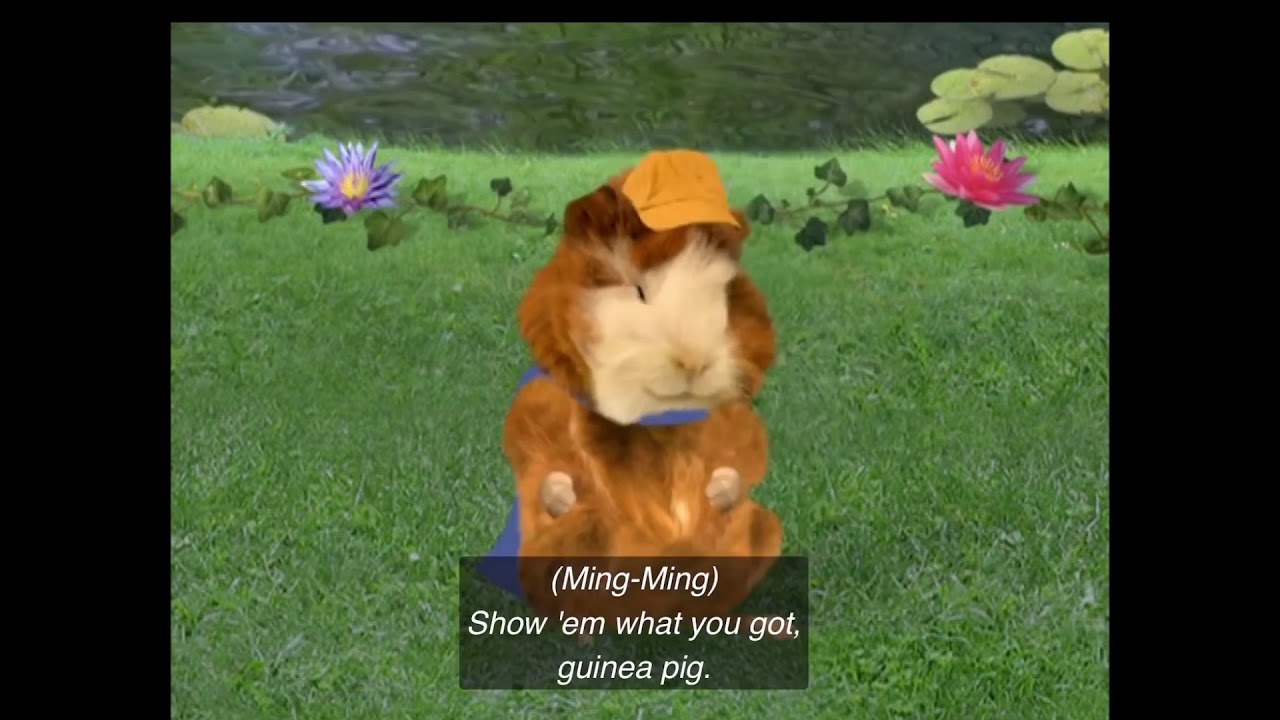 Linny The Buttdabbing Guinea Pig! 🤣