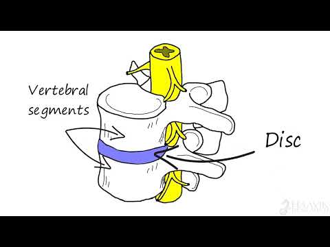 The Beginners Guide To Chiropractic || chiropractic adjustment || philosophy || Dr. James Gaeta
