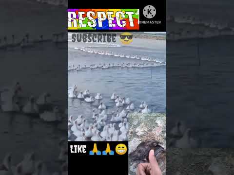 Respect meaning π€£π
ππ± || #shortfeed #youtubeshorts #ytshorts #shorts #short #trending