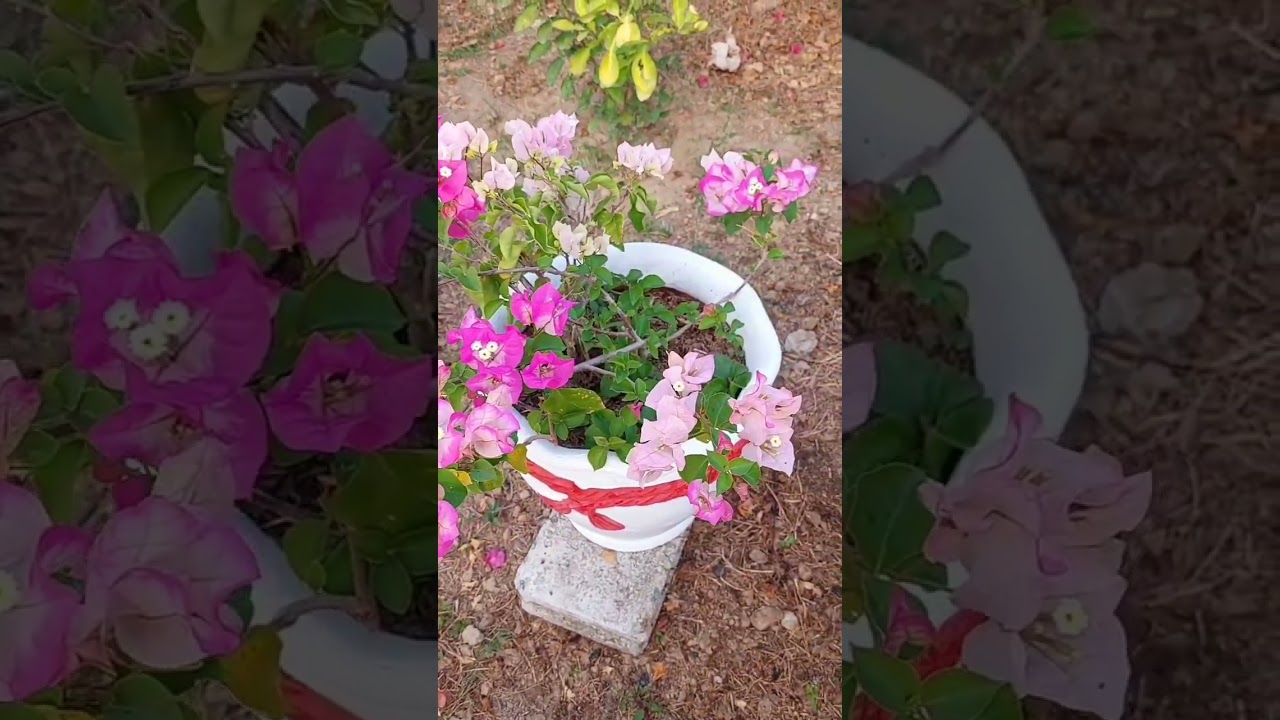 Bougainvillea Part 31