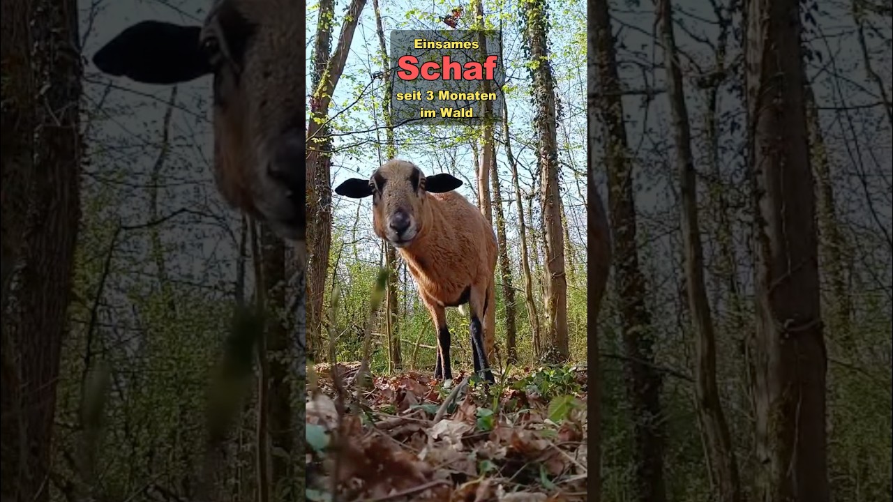 Barbie soll erschossen werden #animalrescue #tierrettung #distanznarkose