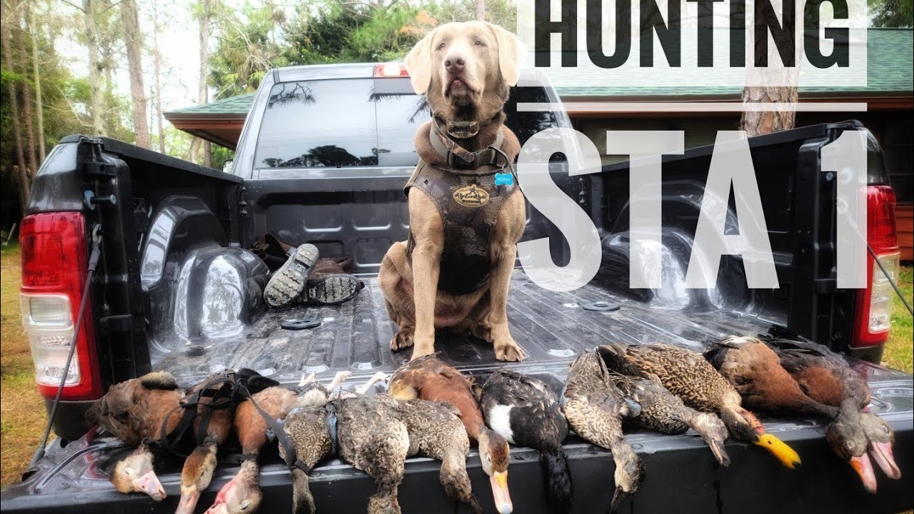 Mixed Bag Mayhem!!!! (DUCK HUNTING S.T.A. 1 FLORIDA PUBLIC LAND)