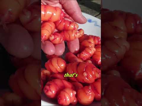 What is Oca?