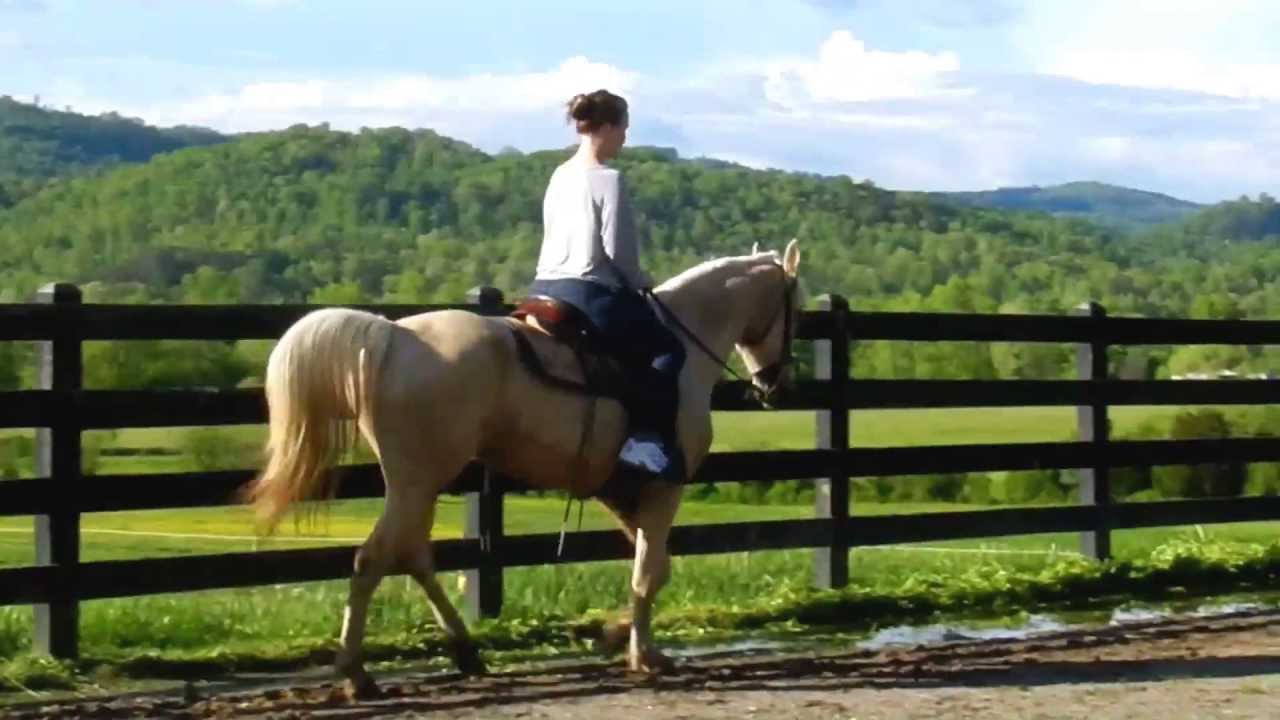 Shadow Ridge Stables - Snickerdoodle