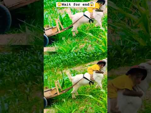 Monkey and goat best friend π±π #funny #monkey #cute #goat #pets