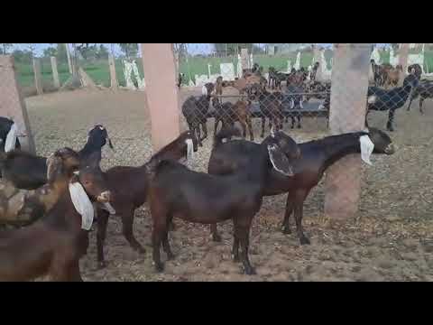 Sirohi Goats - Wholesale Price & Mandi Rate for Devgarhi Goat
