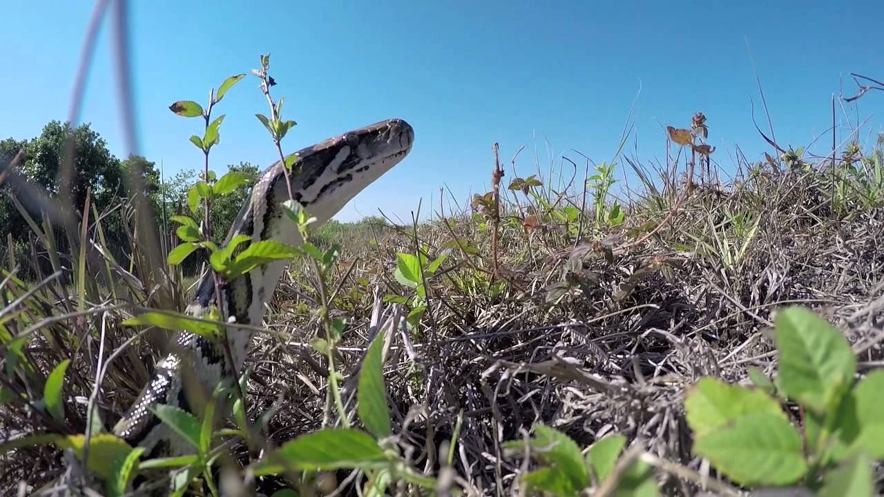 2016 Python Challenge