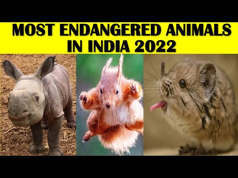 Critically Endangered Animals In India 2022| Critically Endangered Species In India 2022| endangered
