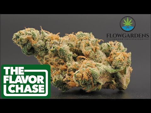 The Flavor Chase | 17 | Hemp Flower Review | Alpen Flow by Flow Gardens | HIGHLY EFFECTIVE TYPE II