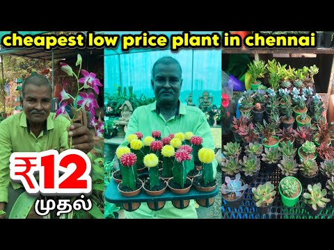 Cheap and best plant nursery in chennai Unique plants and pots collection in Chennai | A to z |