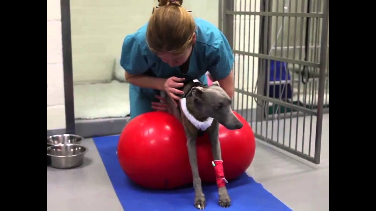 Gym ball physiotherapy for dogs