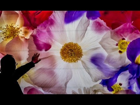 Harold Davis - Photographing Flowers for Transparency