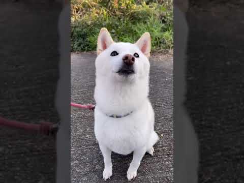 SHIBA INU IS THE NUMBER ONE COMPANION DOG IN JAPAN | AMAZING JAPANESE DOG BREED