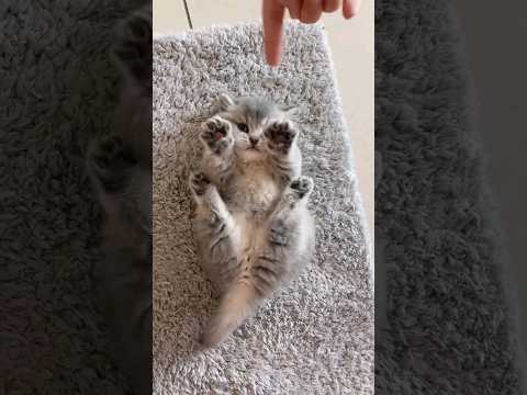 Little baby kitten sound ❤️