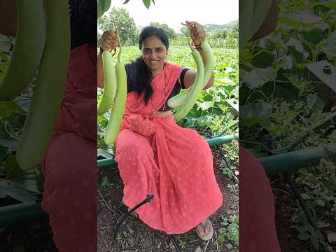 राणी माझ्या मळ्यामधी !!!!!#marathi #music #love #villagelife #agrivlog #musicgenre #aagriking #song