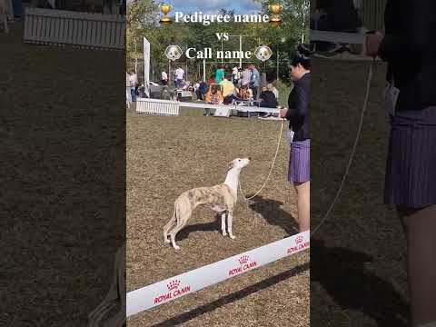 It's just that simple with show dogs 😅 #sighthound #whippet #showdog
