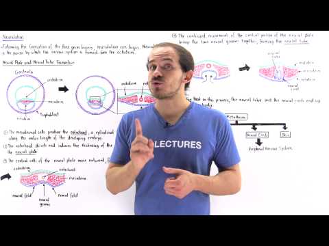 Neurulation