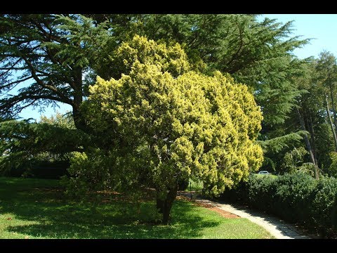 THE JUNIPER SOCIETY: Video Journal 1:2