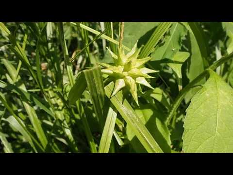 Gray's Sedge