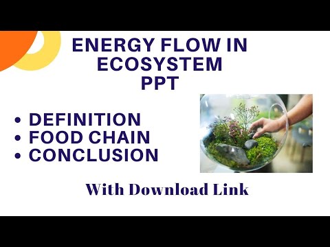 Explain Energy Flow in Ecosystem in Hindi #hinditutorials #energyflowinecosystem