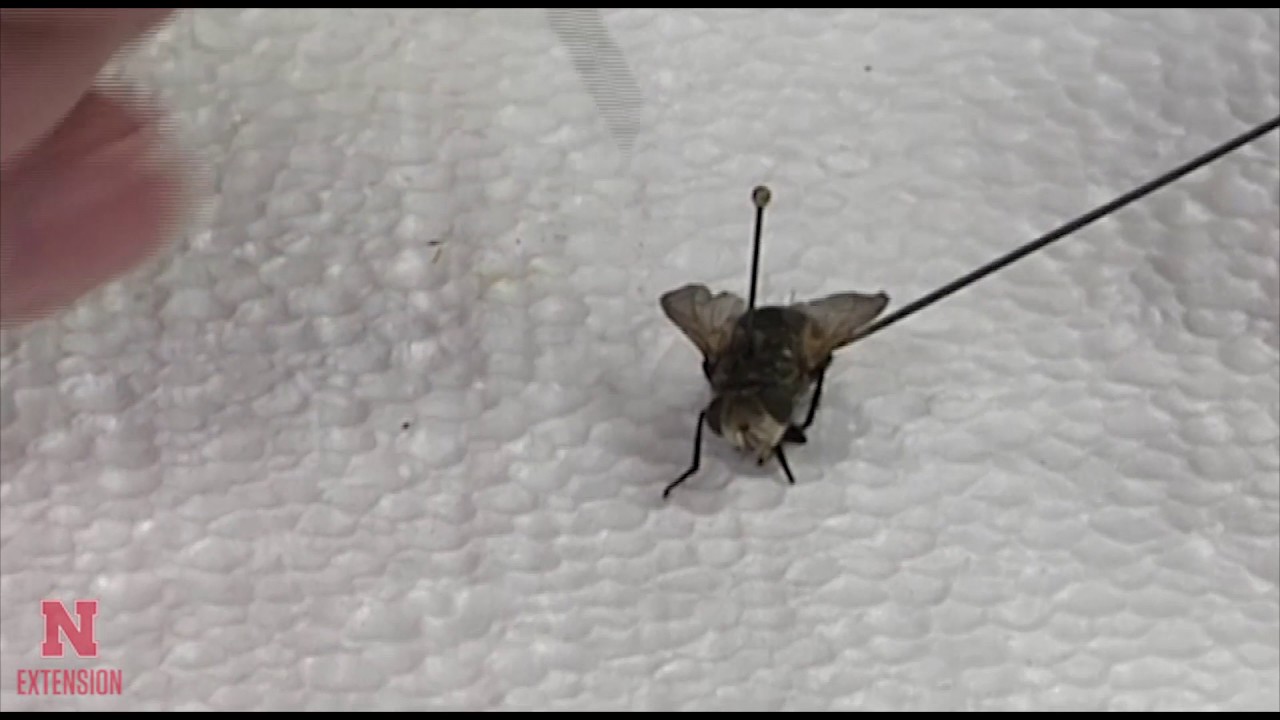 How to pin a fly