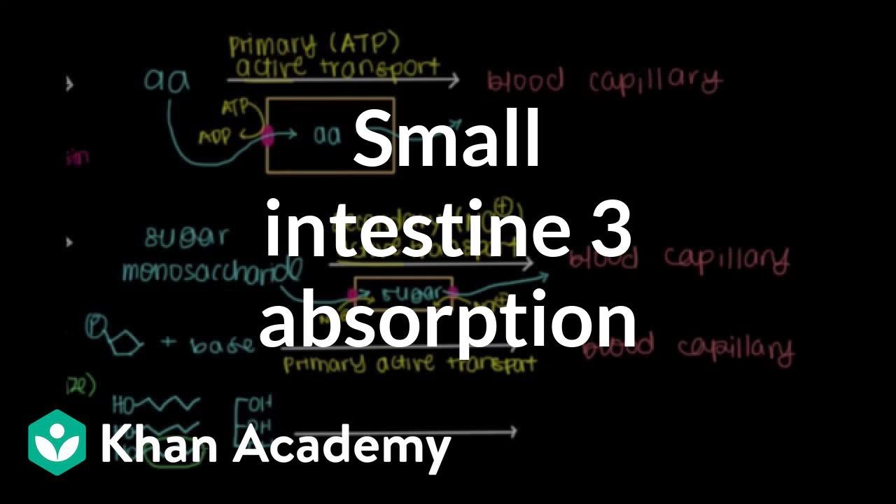 Small intestine 3: Absorption | Gastrointestinal system physiology | NCLEX-RN | Khan Academy