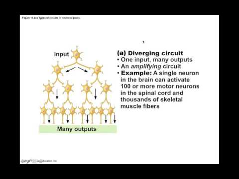 Chapter 11.10 Neural Integration and Development BIO201