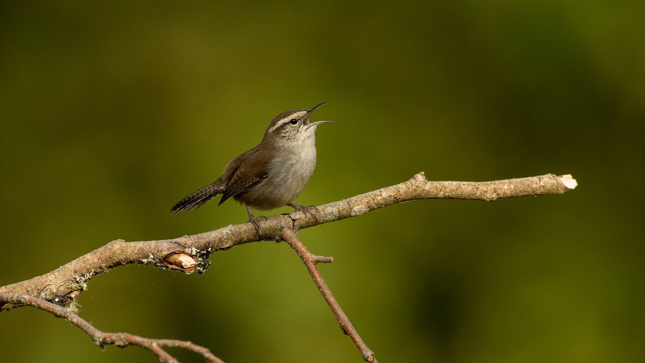 Bewick's Wren Singing