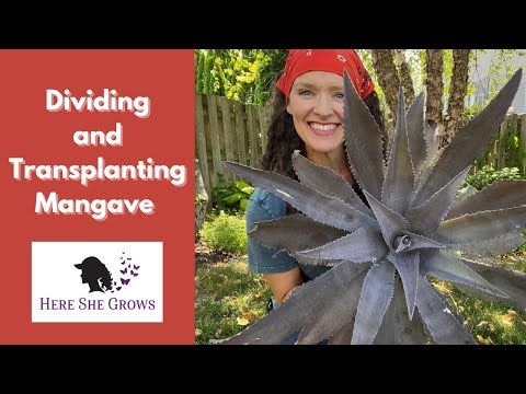 Dividing and Transplanting Mangave | Here She Grows