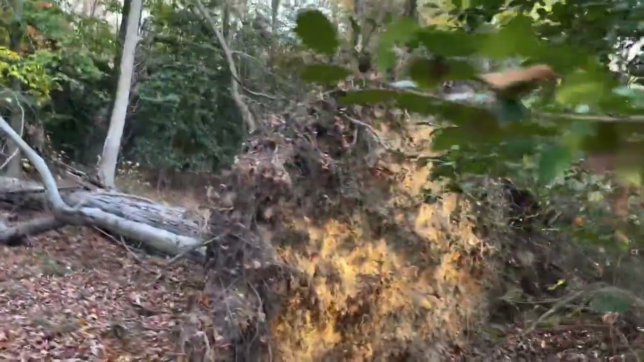 Why tree roots do not grow deep ?
