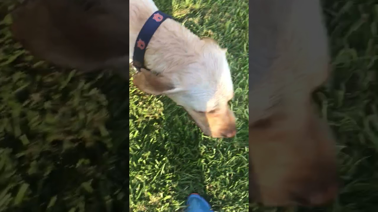 Our adopted boy Tucker!