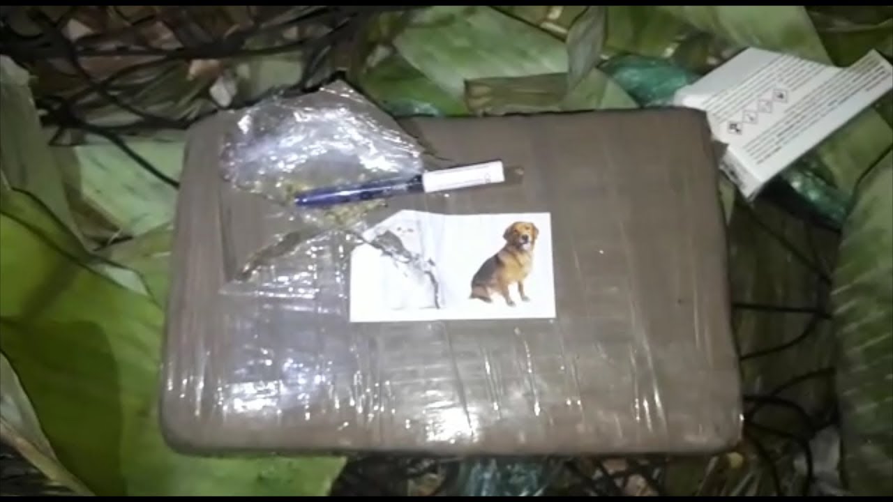 Policía Nacional decomisa 853 kilos de marihuana tipo 