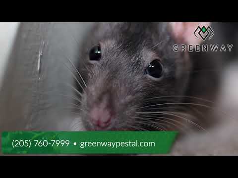 Greenway Pest Solutions | Skilled Trades & Services, Pest Control |