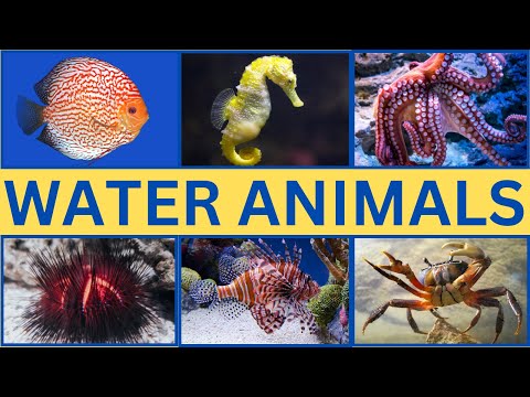 100 Amazing Water Animals That Will Blow Your Mind!