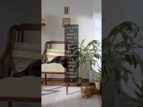The Purrfectly Scientific Guide to Naming Your Feline FriendAs cat lovers weve all...
