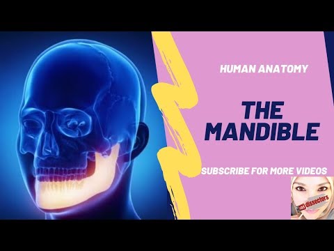 The mandible