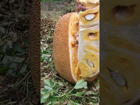 Buah nangka madu #buahbuahansegar