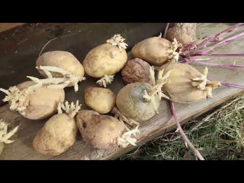 How to Make Your Own Seed Potatoes and Never Buy Them Again!