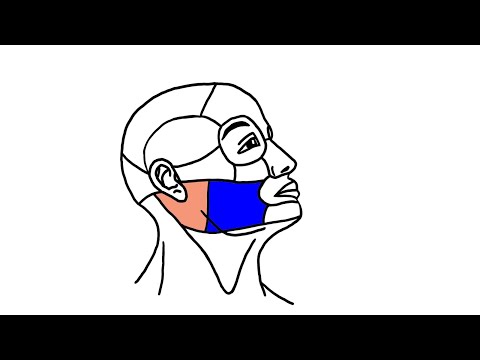 Face Topography - Buccal & Parotid Regions