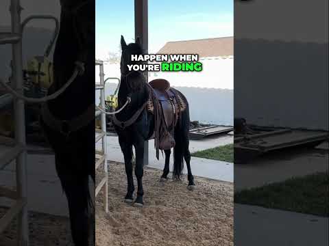 Handling Stallions | Communication is Key!