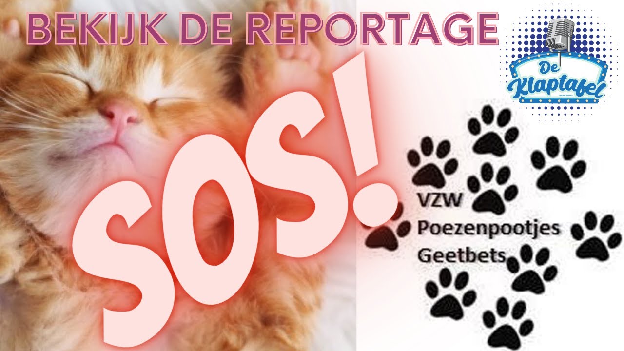 🐾 Op zoek naar Poezenpotenliefde? VZW Poezenpootjes zoekt JOU! 🐱💛  🎥 Ontdek meer op De Klaptafel!